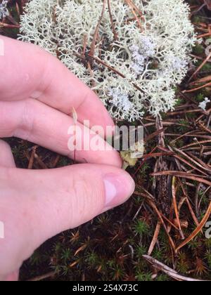 Ladder Lichen (Cladonia verticillata Stock Photo - Alamy
