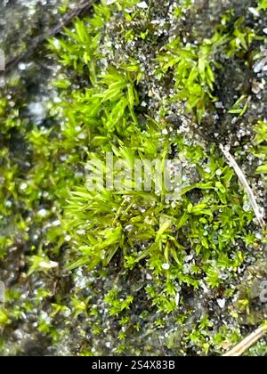 Yellow Crisp-moss (Tortella flavovirens), Plantae, Amsterdamse ...