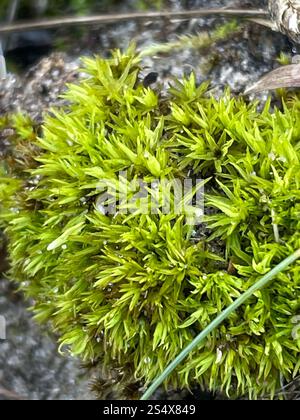 Yellow Crisp-moss (Tortella flavovirens Stock Photo - Alamy