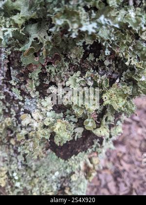 Ruffle Lichens (Parmotrema Stock Photo - Alamy