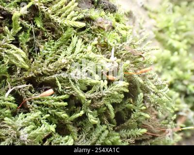 Many-fruited Leskea (Leskea polycarpa Stock Photo - Alamy