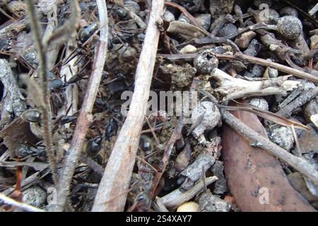 Inch Ant (Myrmecia pyriformis Stock Photo - Alamy