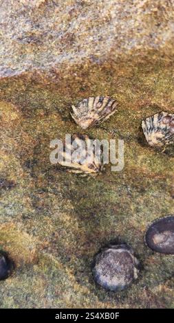 Rough Limpet (Lottia scabra Stock Photo - Alamy