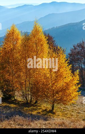 View of trees on a mountainside on a sunny day Stock Photo - Alamy