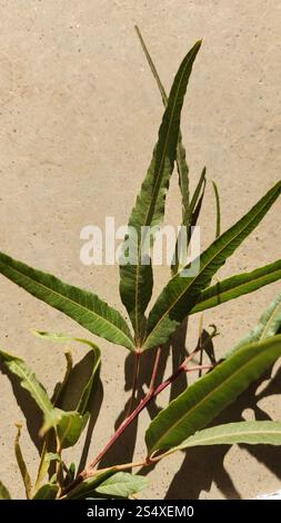 african sumac (Searsia lancea Stock Photo - Alamy