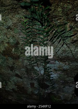 candle vine (Pothos longipes Stock Photo - Alamy