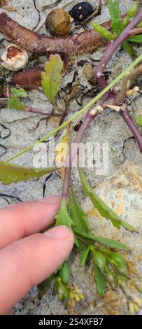 American searocket (Cakile edentula Stock Photo - Alamy