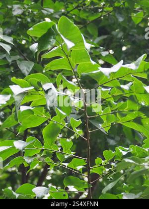 Nilgiri elm (Celtis tetrandra Stock Photo - Alamy