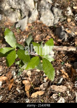 Macedonian Oak (Quercus trojana Stock Photo - Alamy