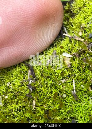 Green-tufted Stubble Moss (Weissia controversa Stock Photo - Alamy
