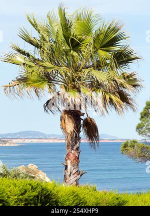 Palm tree on ocean shore Stock Photo - Alamy