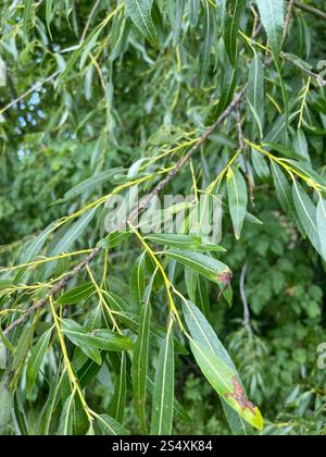 Siberian Violet-willow (Salix acutifolia Stock Photo - Alamy