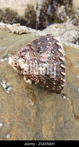 Wavy Turban (Megastraea undosa Stock Photo - Alamy
