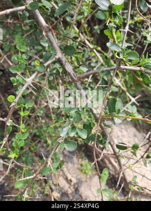 Gmelina asiatica L Gmelina asiatica L Stock Photo - Alamy