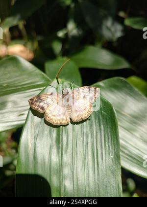 Common Mylon (Mylon maimon Stock Photo - Alamy