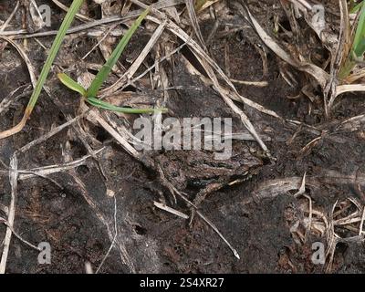 Australian Ground Frogs (Myobatrachidae Stock Photo - Alamy