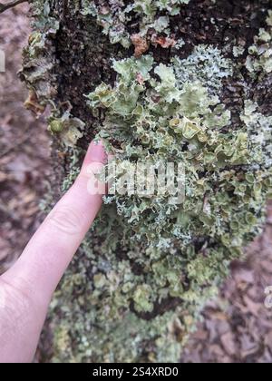 Ruffle Lichens (Parmotrema Stock Photo - Alamy