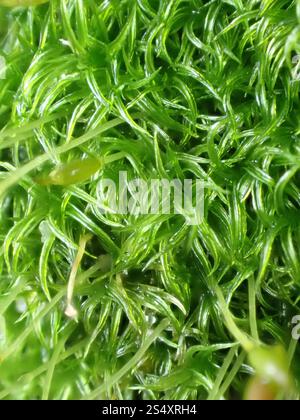 Common Pincushion (Dicranoweisia cirrata Stock Photo - Alamy