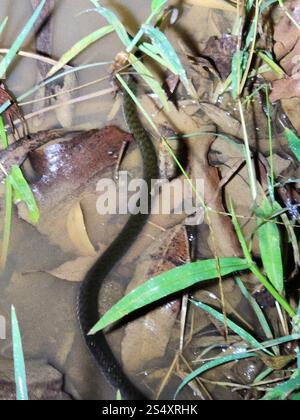 Common keelback (Tropidonophis mairii Stock Photo - Alamy
