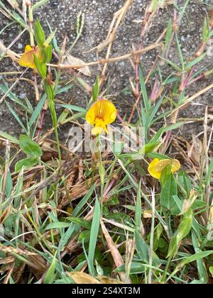 Zornia (Zornia dyctiocarpa Stock Photo - Alamy