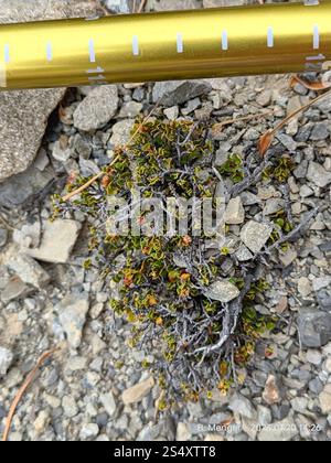 Creeping Wire Vine (Muehlenbeckia axillaris) Plantae Stock Photo - Alamy