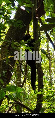 Short-eared Brush-tailed Possum (Trichosurus caninus) Mammalia Stock ...