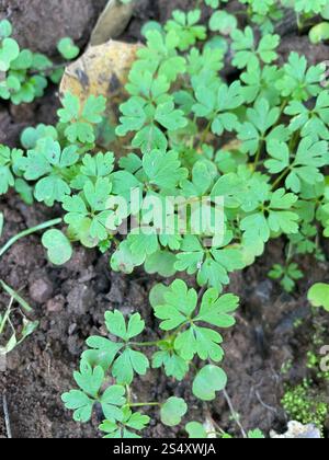 Herb-Roberts and Little Robin (Ruberta Stock Photo - Alamy