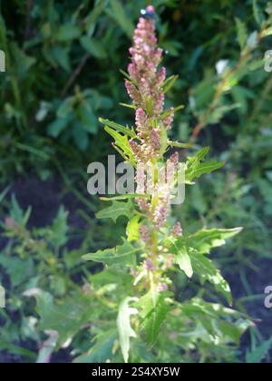red pigweed (Oxybasis rubra Stock Photo - Alamy