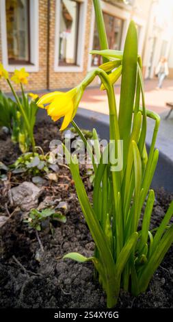 A closeup of a yellow narcissus growing in a garden Stock Photo - Alamy