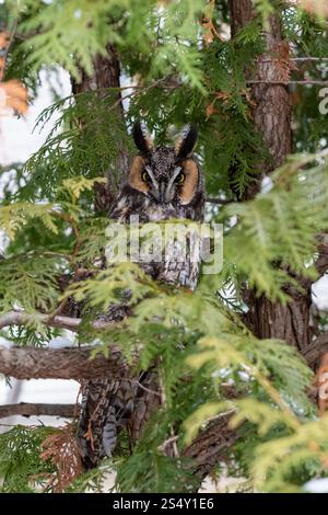 A communal roost of long-eared owls in Ontario, Canada Stock Photo - Alamy