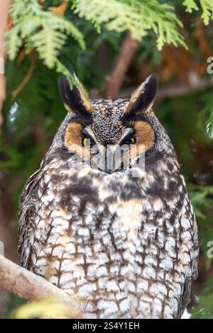 A communal roost of long-eared owls in Ontario, Canada Stock Photo - Alamy