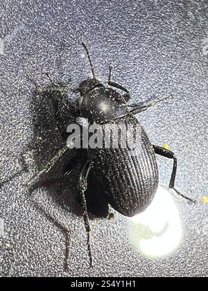 (Eleodes carbonaria obsoleta Stock Photo - Alamy