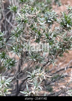 turpentine bush (Ericameria laricifolia Stock Photo - Alamy