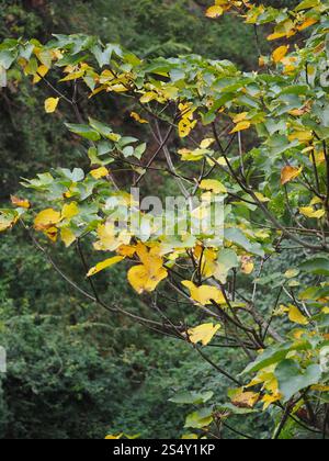 mu oil tree (Vernicia montana Stock Photo - Alamy