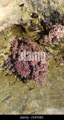 Red Coralline Algae (Jania Stock Photo - Alamy