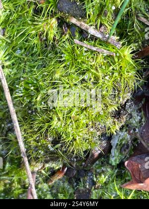Dwarf Swan-neck Moss (Campylopus pyriformis Stock Photo - Alamy