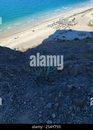(Agave sobria roseana Stock Photo - Alamy