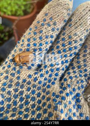 Masked Chafers (Cyclocephala Stock Photo - Alamy