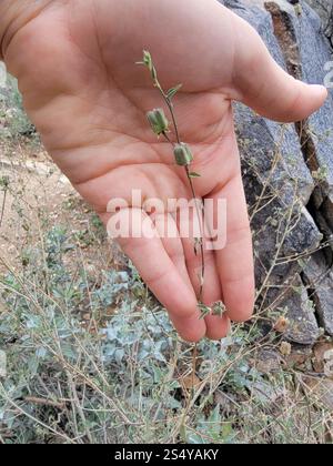 pelotazo (Abutilon incanum Stock Photo - Alamy