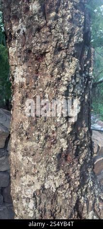 Red Angico (Anadenanthera colubrina Stock Photo - Alamy