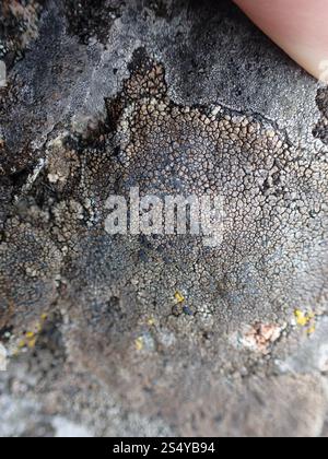 Brown Tile Lichen (Lecidea atrobrunnea Stock Photo - Alamy
