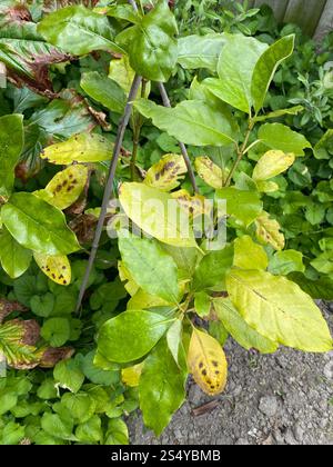 Kanono (Coprosma grandifolia Stock Photo - Alamy