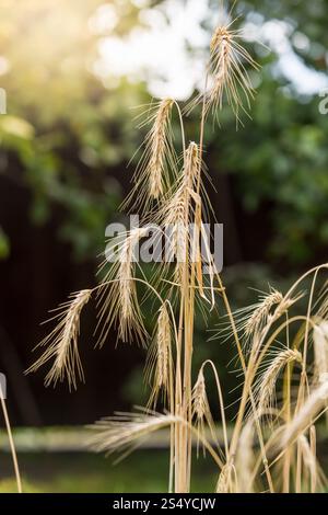 Detail of wheat field and farming concept Stock Photo - Alamy