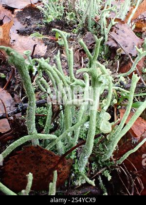 Antlered Powderhorn (Cladonia subulata Stock Photo - Alamy