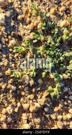 Frost Mat (Achyronychia cooperi Stock Photo - Alamy