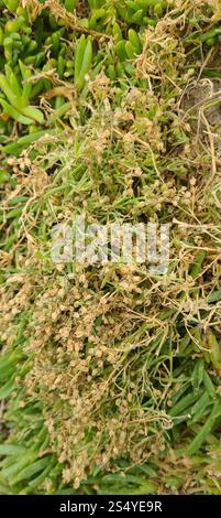 Saltmarsh Sand Spurry (Spergularia marina Stock Photo - Alamy