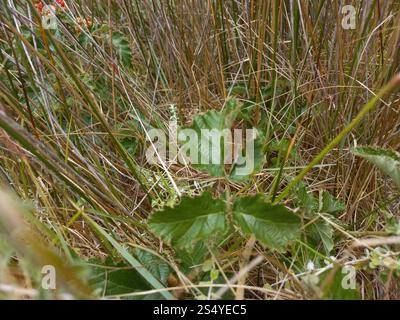 Series Afro-idaei (Afro-idaei Stock Photo - Alamy