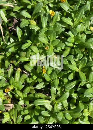 Yerba de San Juan (Pectis humifusa Stock Photo - Alamy