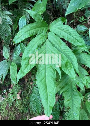 incised halberd fern (Tectaria incisa Stock Photo - Alamy