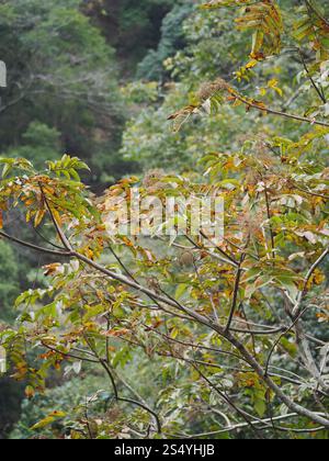 (Rhus chinensis roxburghii Stock Photo - Alamy